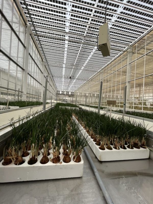 PV shade screens for greenhouses, agrivoltaics – pv magazine India