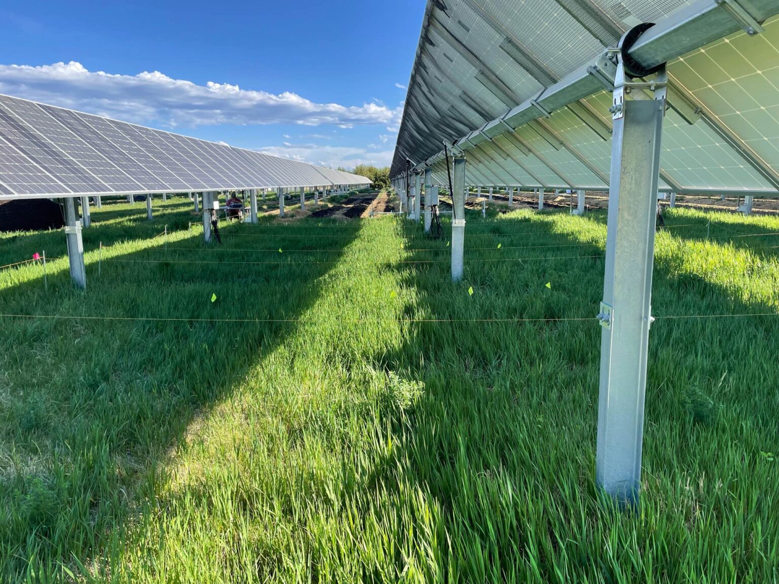 Oriana Power secures 25 MWp agrivoltaic project under group net ...