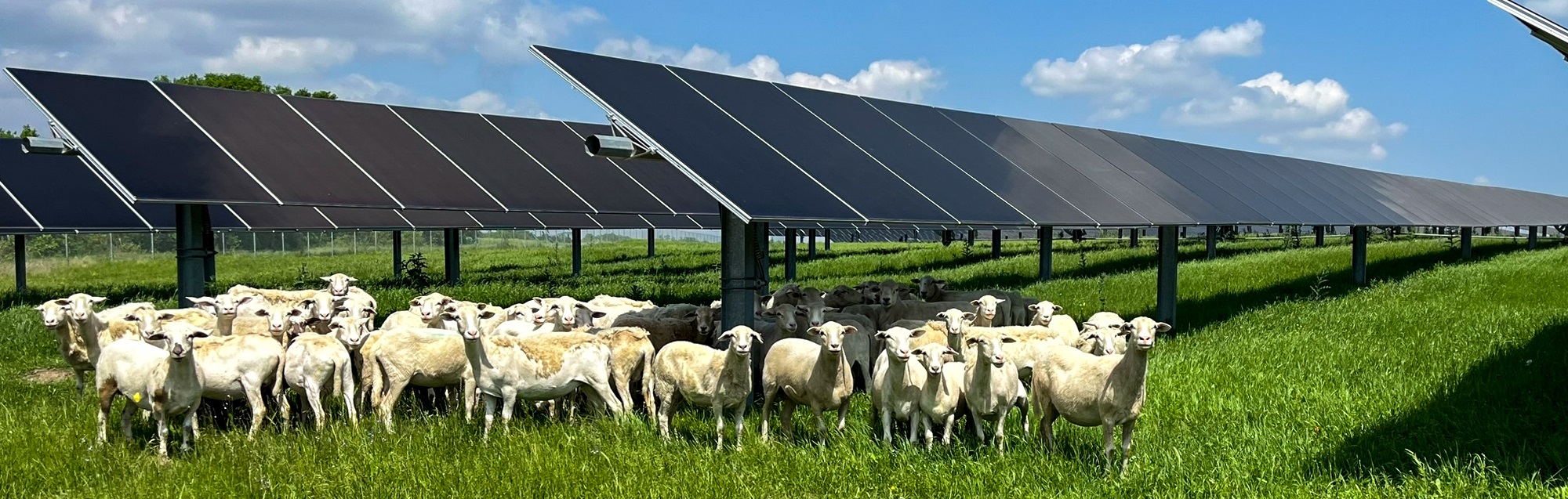 Solar grazing supports healthier soil, food for sheep, study finds – pv ...